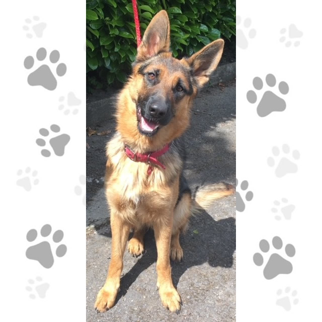 Available Dogs – Sheffield Dog Rescue