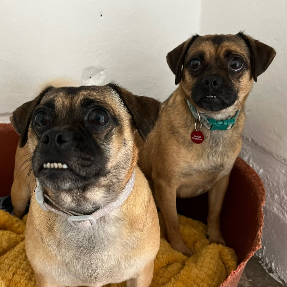 Sheffield Dog Rescue – Sheffield Dog Rescue