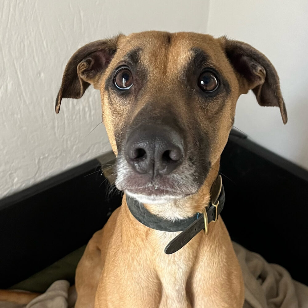 Sheffield Dog Rescue – Sheffield Dog Rescue