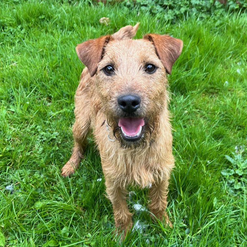 Sheffield Dog Rescue – Sheffield Dog Rescue