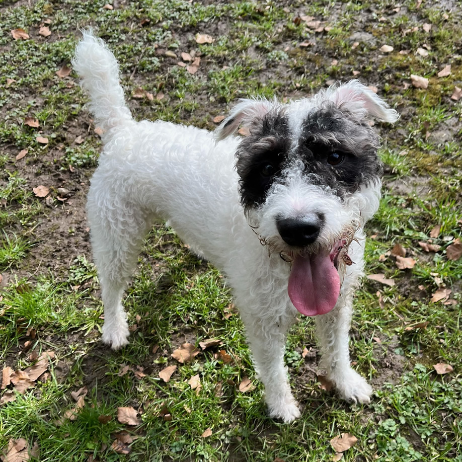 Sheffield Dog Rescue – Sheffield Dog Rescue