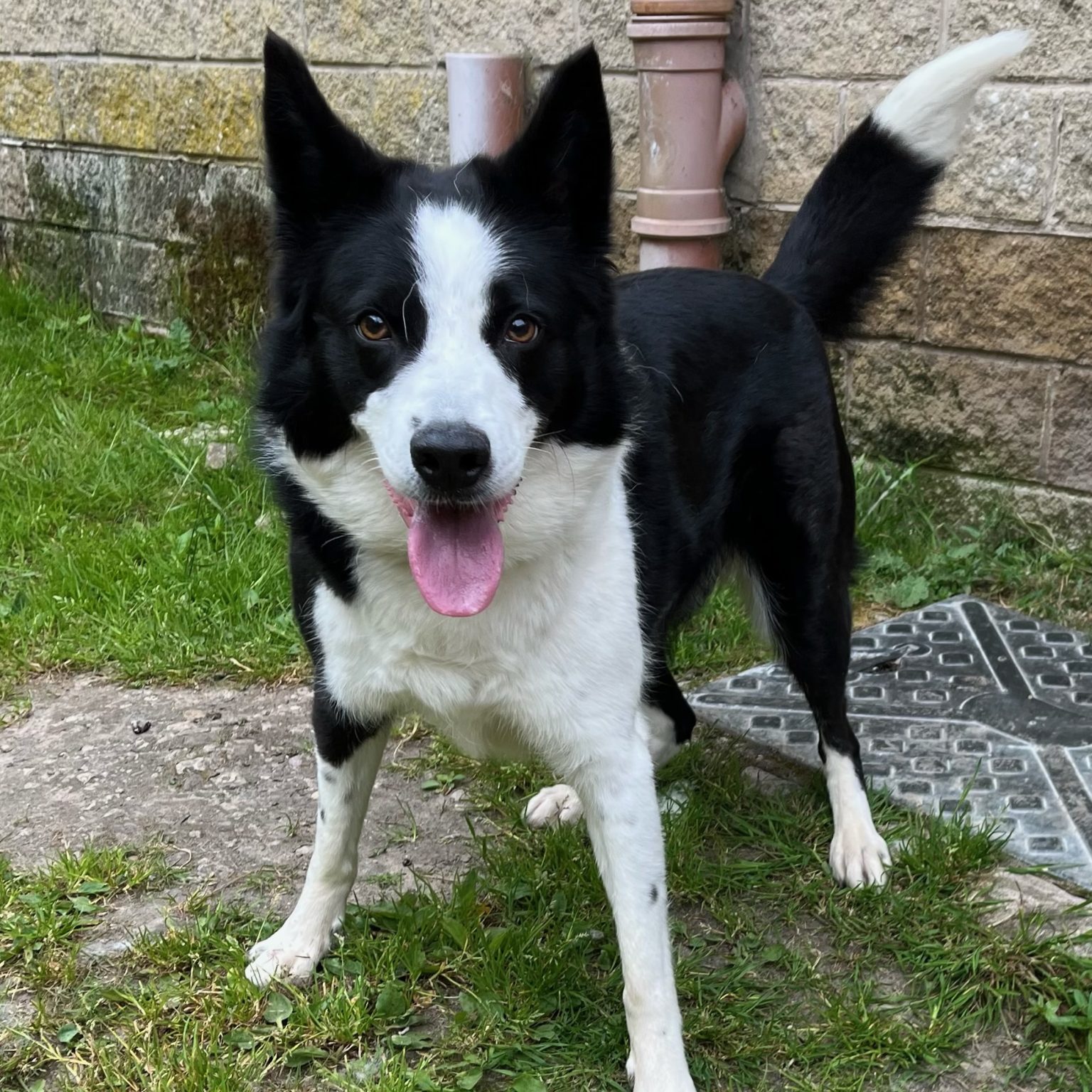 Sheffield Dog Rescue – Sheffield Dog Rescue