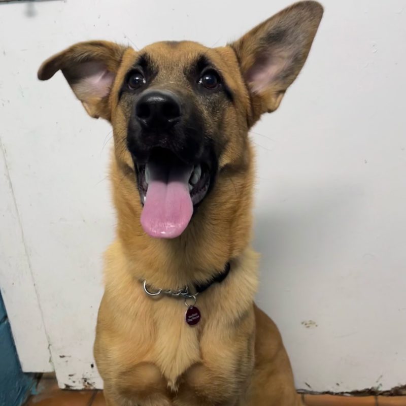 Sheffield Dog Rescue – Sheffield Dog Rescue