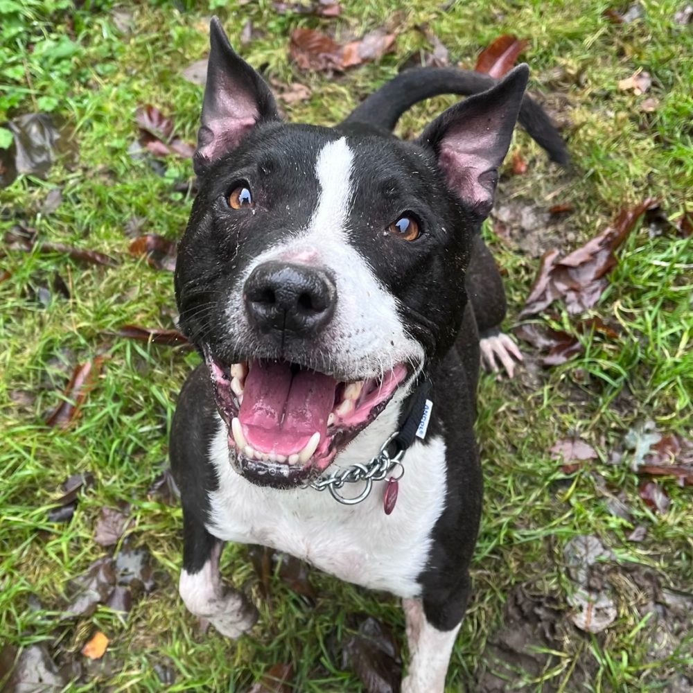 Available Dogs – Sheffield Dog Rescue