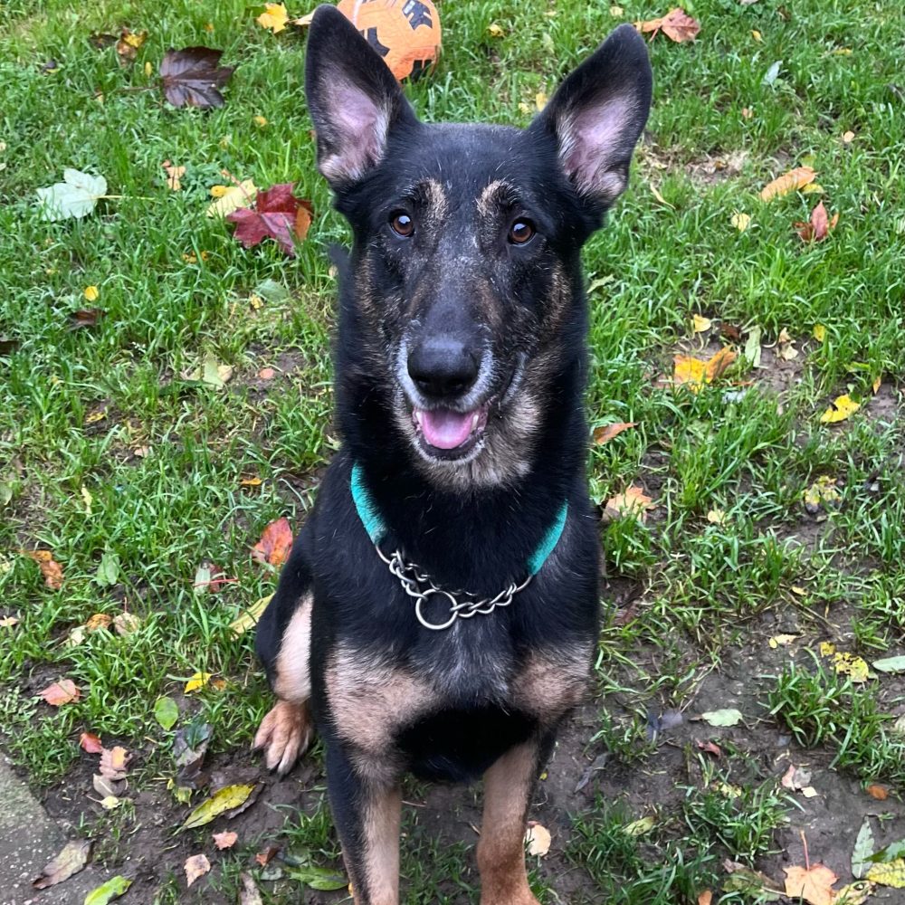 Available Dogs – Sheffield Dog Rescue