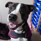 Available Dogs – Sheffield Dog Rescue